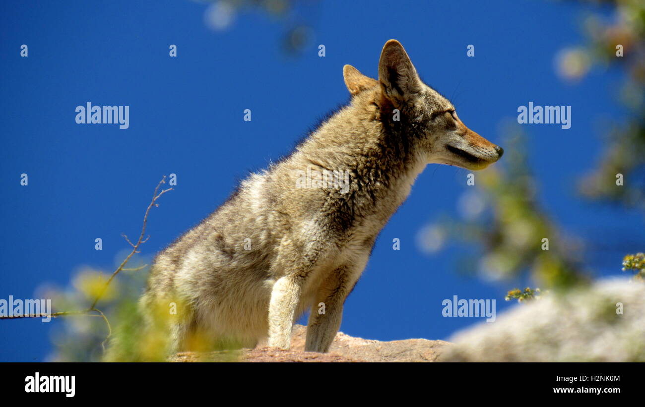 A coyote (Canis latrans) in Southern California looks sideways on a ...
