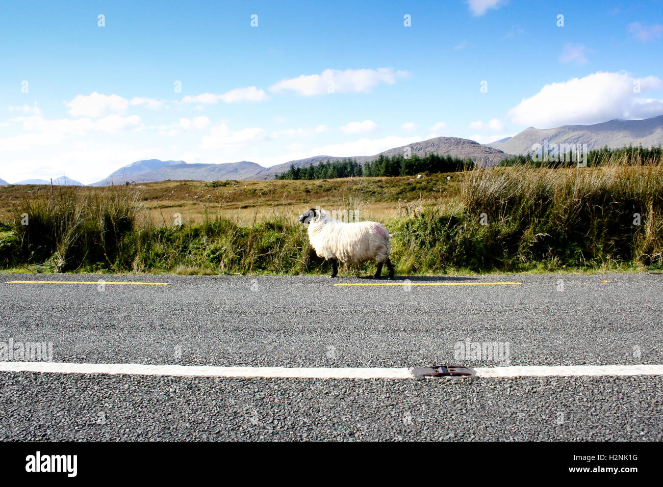 Sheep walking alongside a road Stock Photo - Alamy