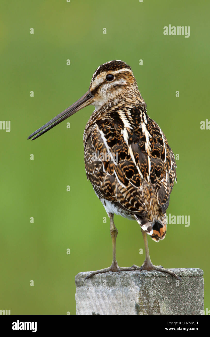 Common Snipe Gallinago gallinago Perched on a fence Stock Photo - Alamy