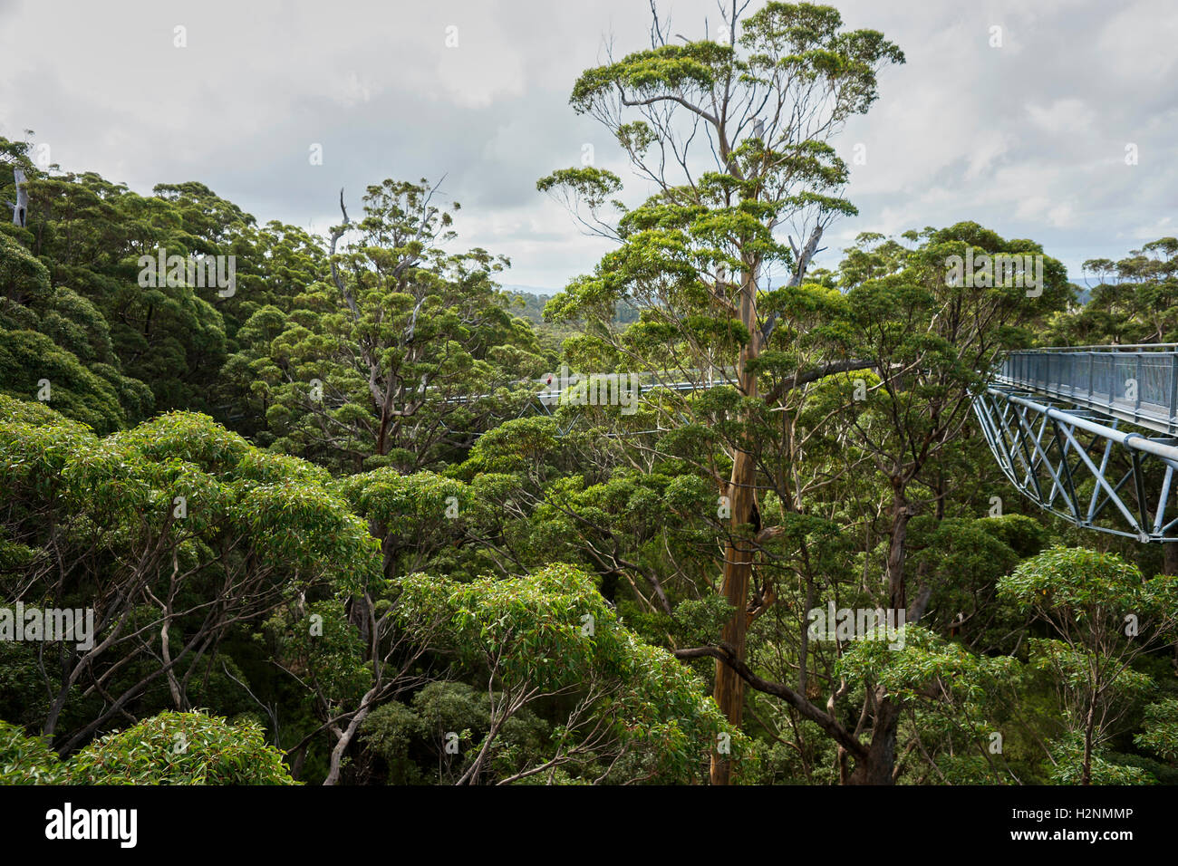 Tree Walk West Australia Stock Photo - Alamy
