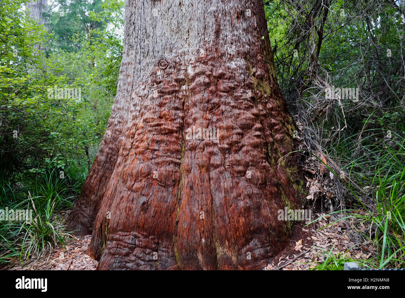 Red Tingle Tree Base Stock Photo - Alamy