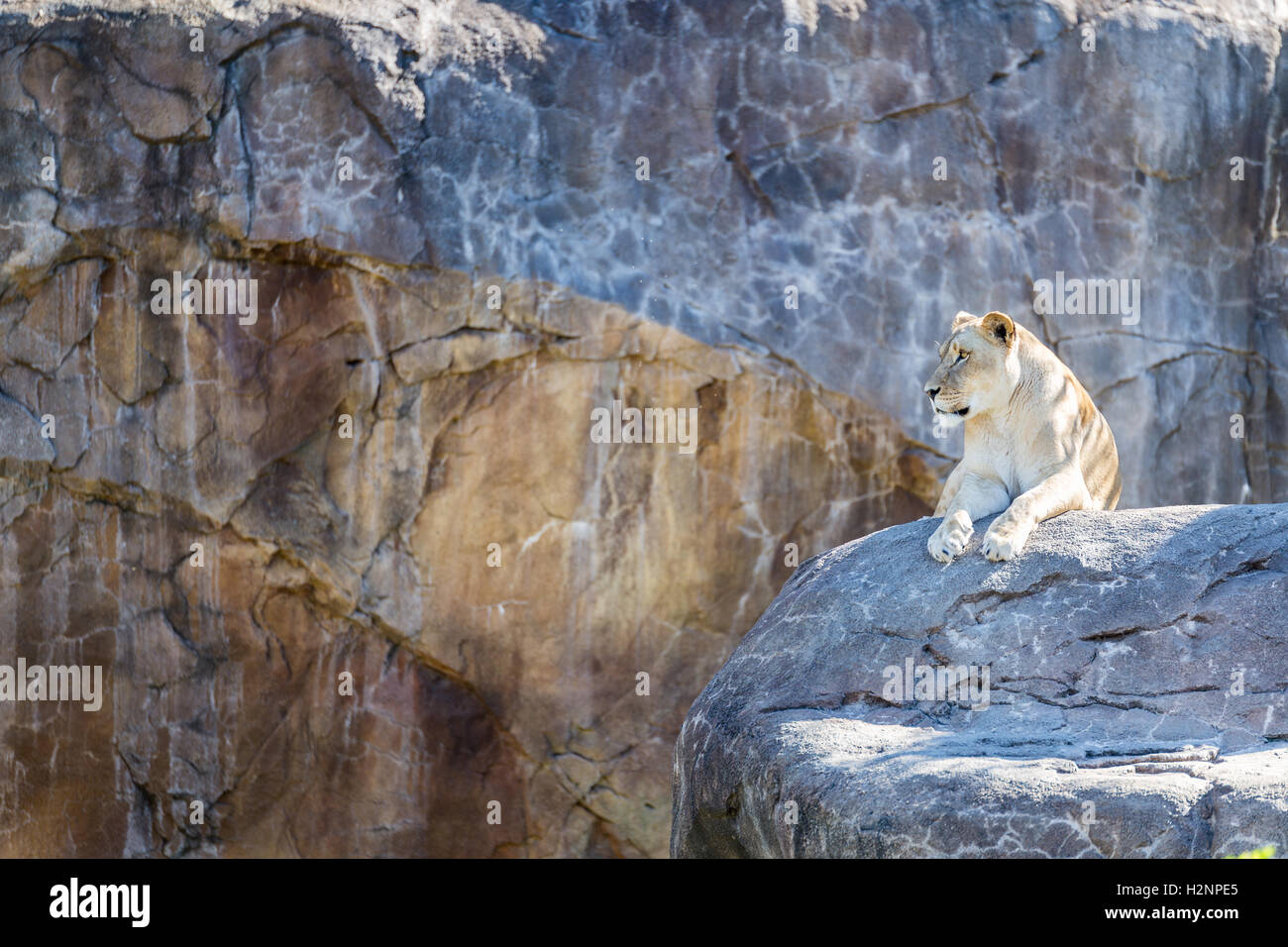 Female lioness laying on a rock with open space on the side Stock Photo ...