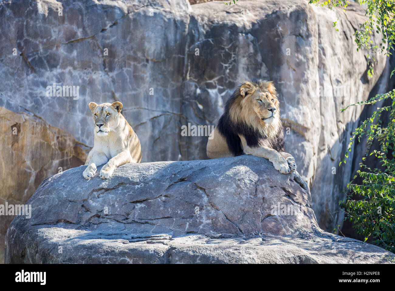 Male and female lion hi-res stock photography and images - Alamy