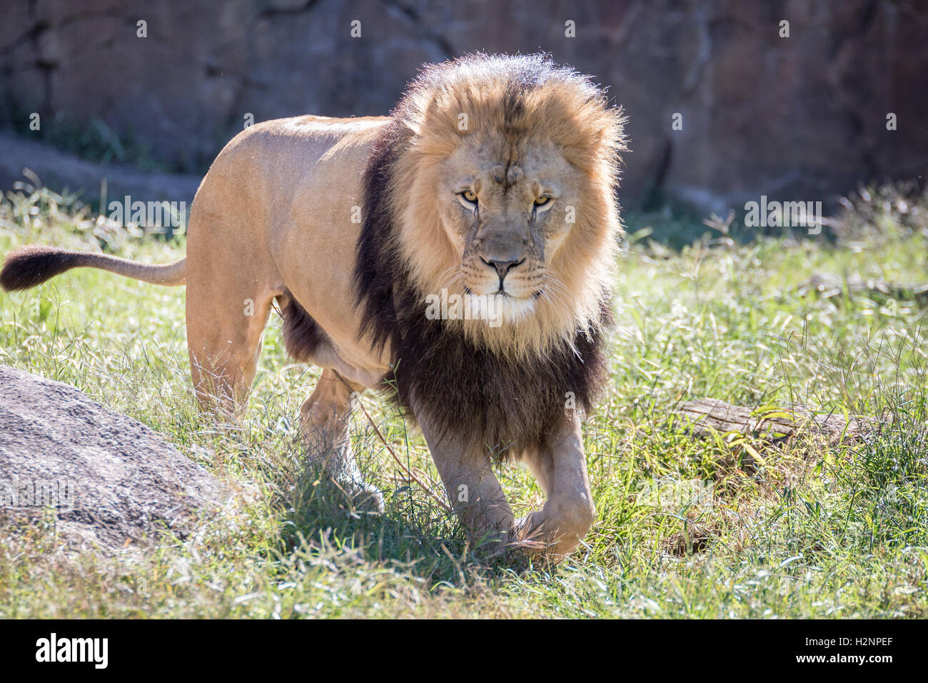 Lion with mane hi-res stock photography and images - Alamy