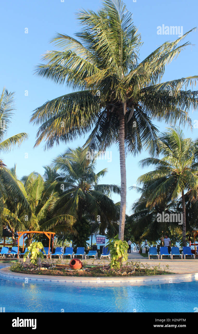Palm trees cuba Stock Photo - Alamy