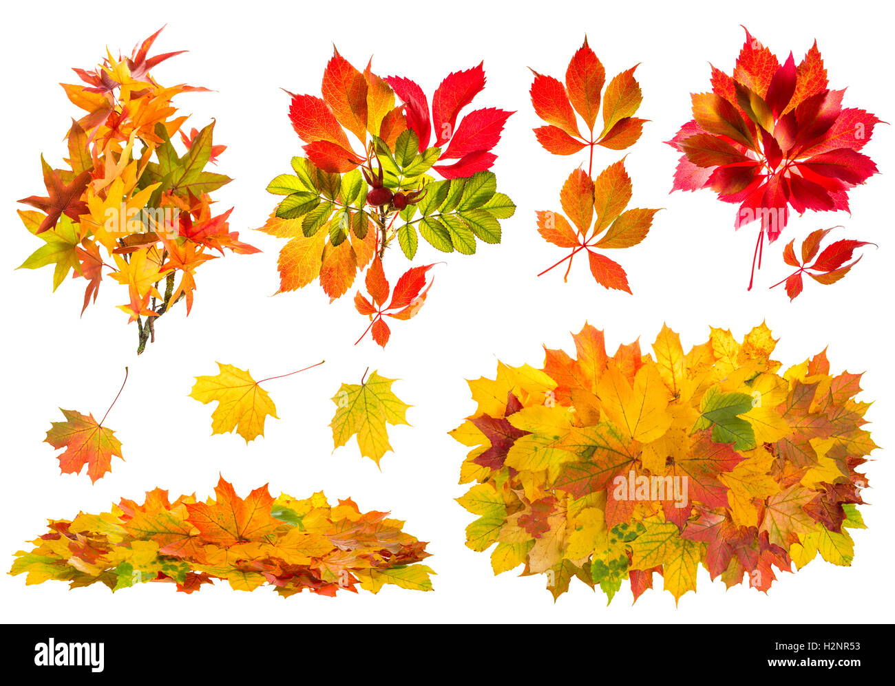 Red and yellow leaves isolated on white background. Autumn nature ...