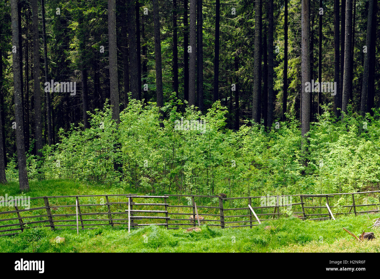 Fencing for forest regeneration Stock Photo - Alamy