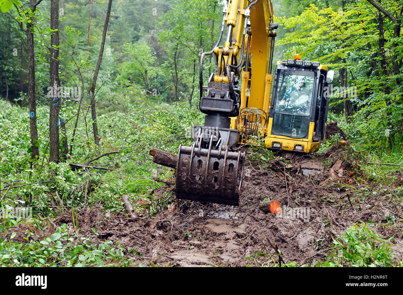 Deforestation of forest Stock Photo - Alamy