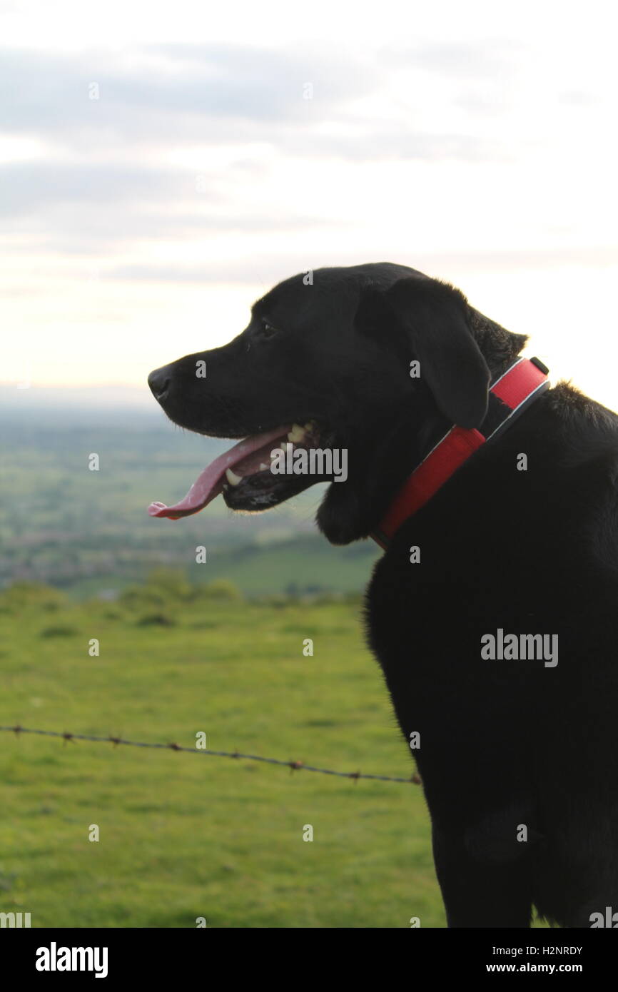 Dog wearing red collar hi-res stock photography and images - Alamy