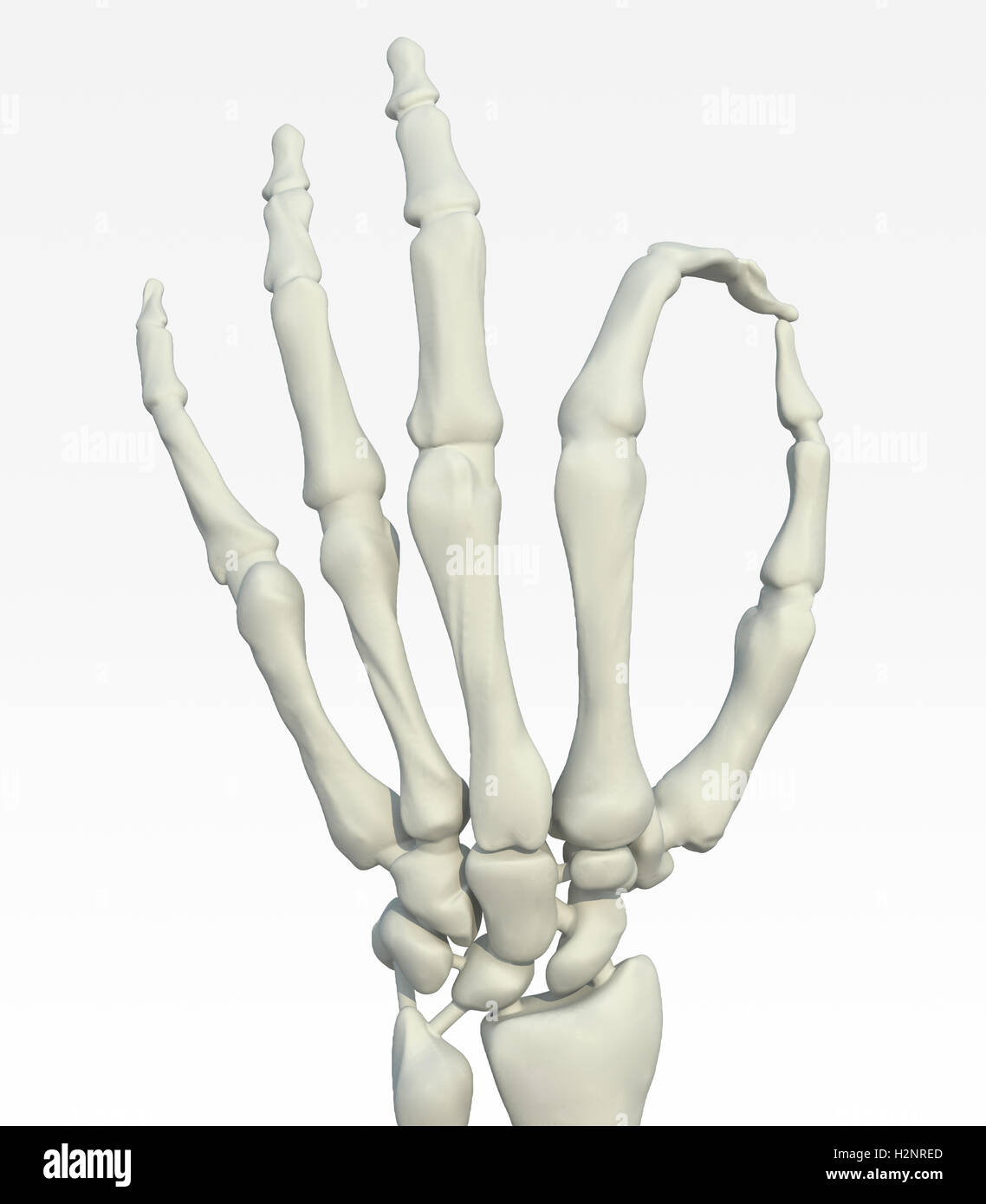 skeleton hand making ok gesture, 3d illustration Stock Photo - Alamy