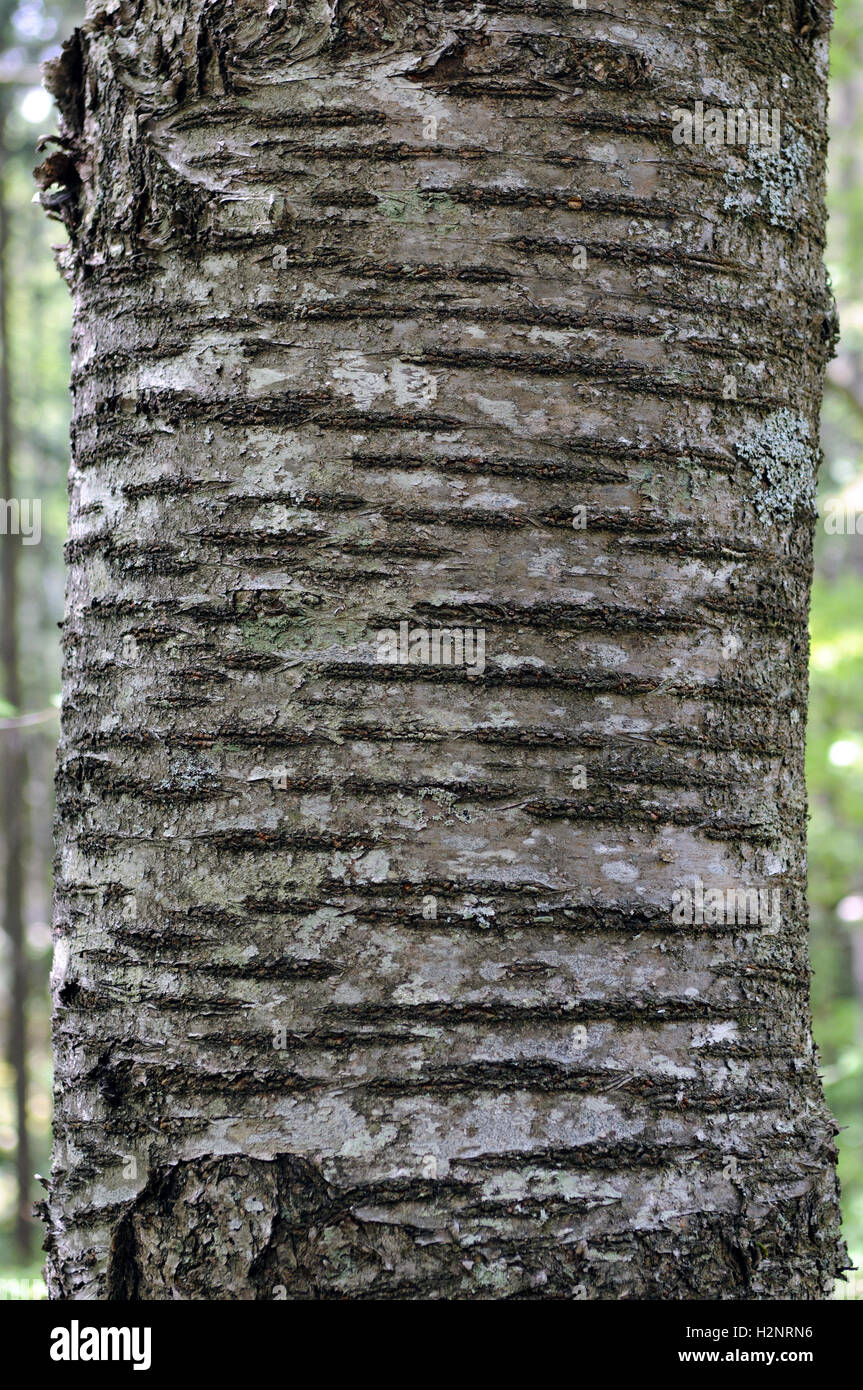Cherry tree bark hi-res stock photography and images - Alamy