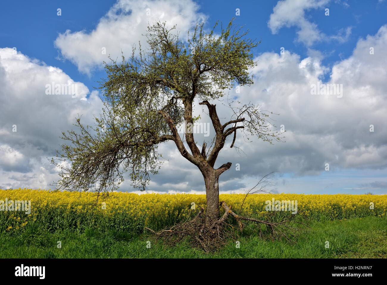 Rotten tree hi-res stock photography and images - Alamy