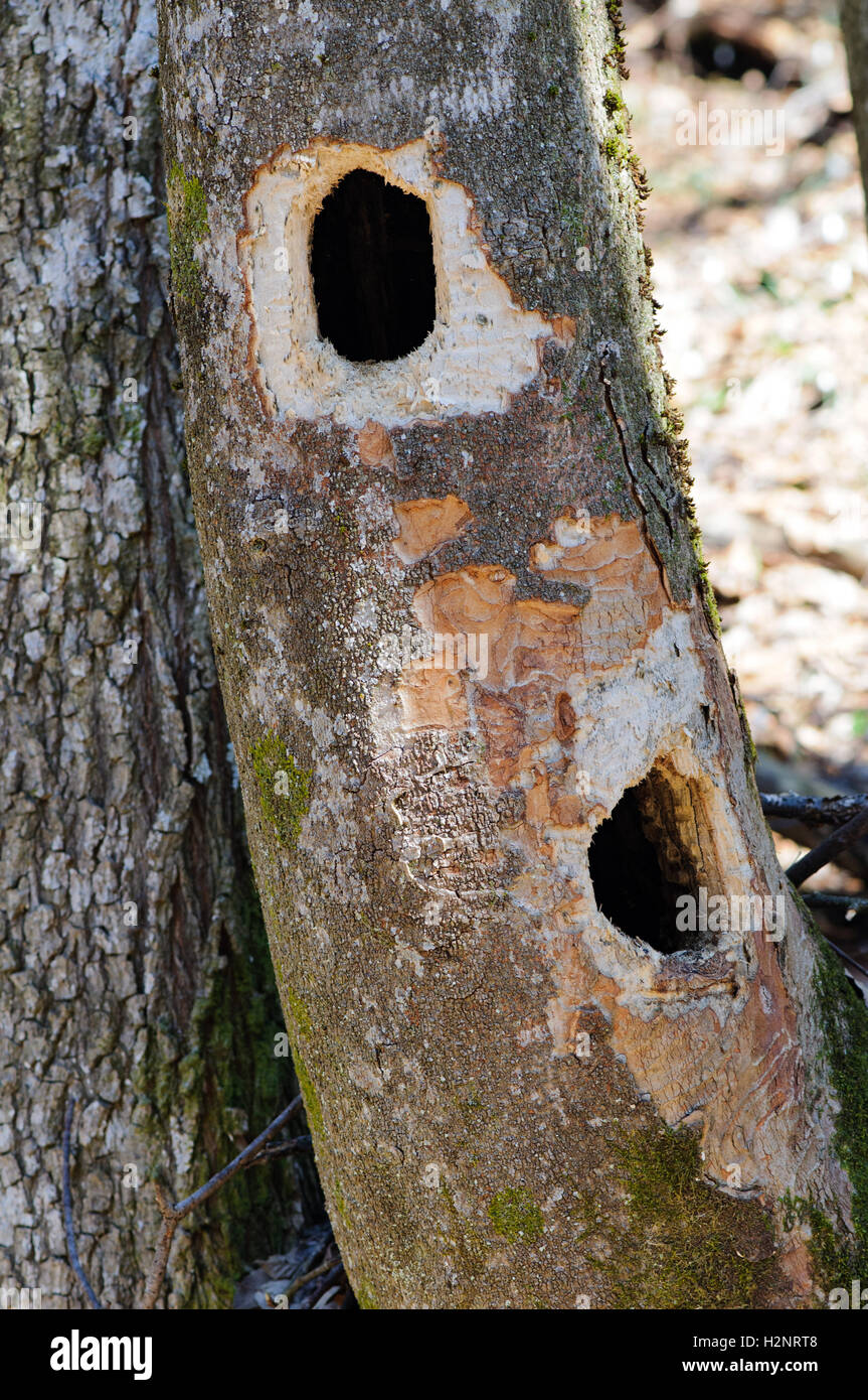 Essential wildlife habitat hi-res stock photography and images - Alamy