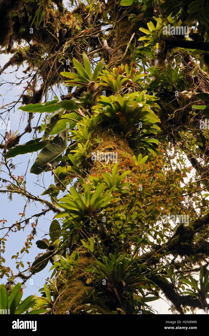Many epiphytes hi-res stock photography and images - Alamy
