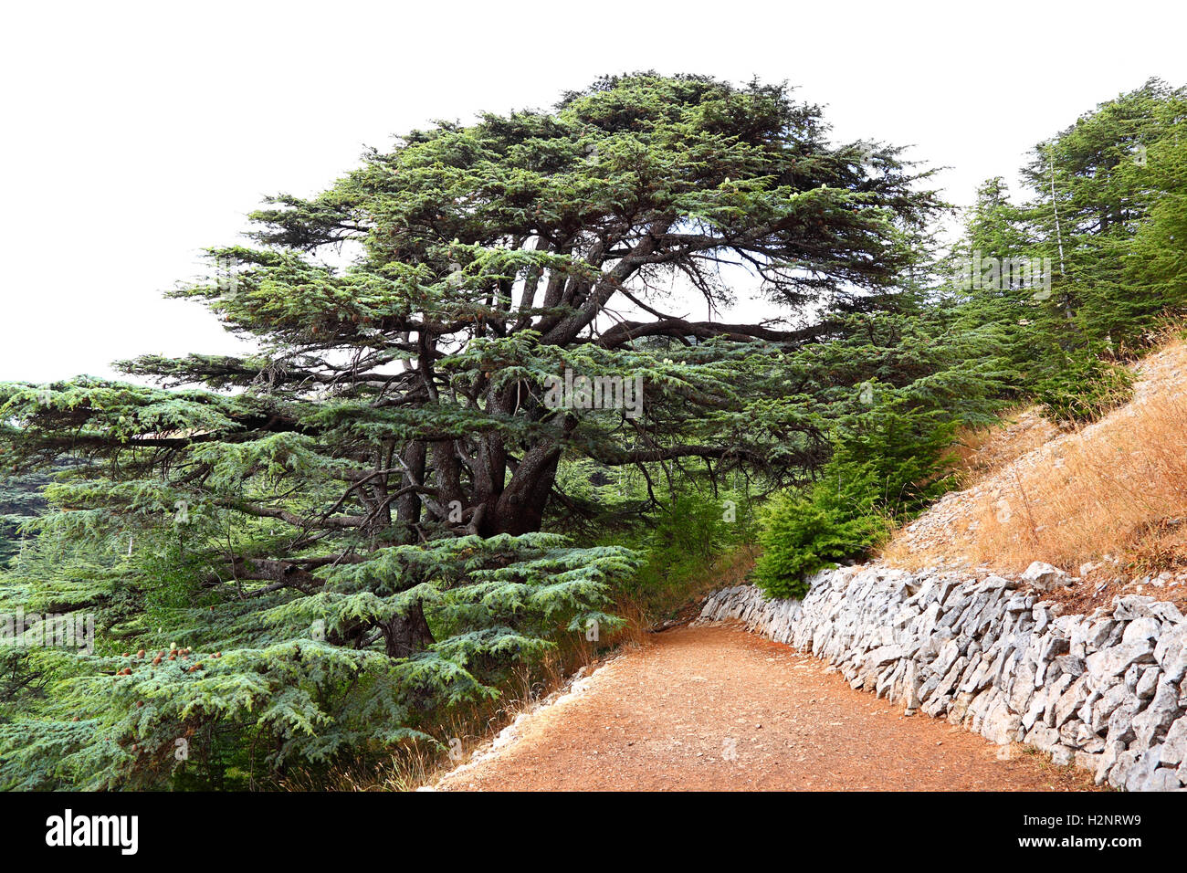 Cedar Forest, Lebanon Stock Photo - Alamy