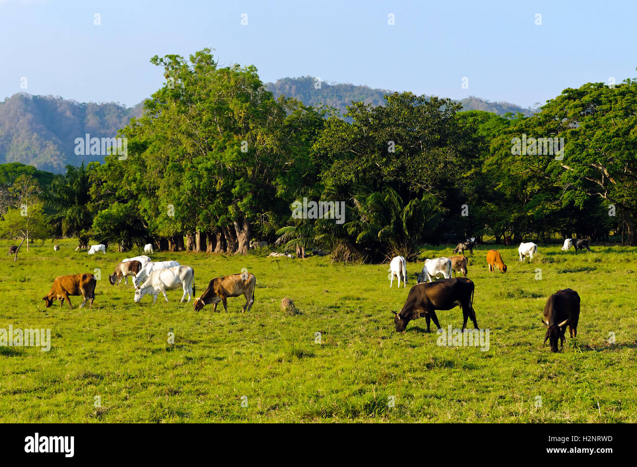 Extensive cattle farming Stock Photo - Alamy