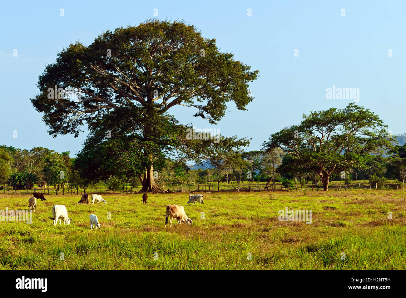 Extensive cattle farming Stock Photo - Alamy