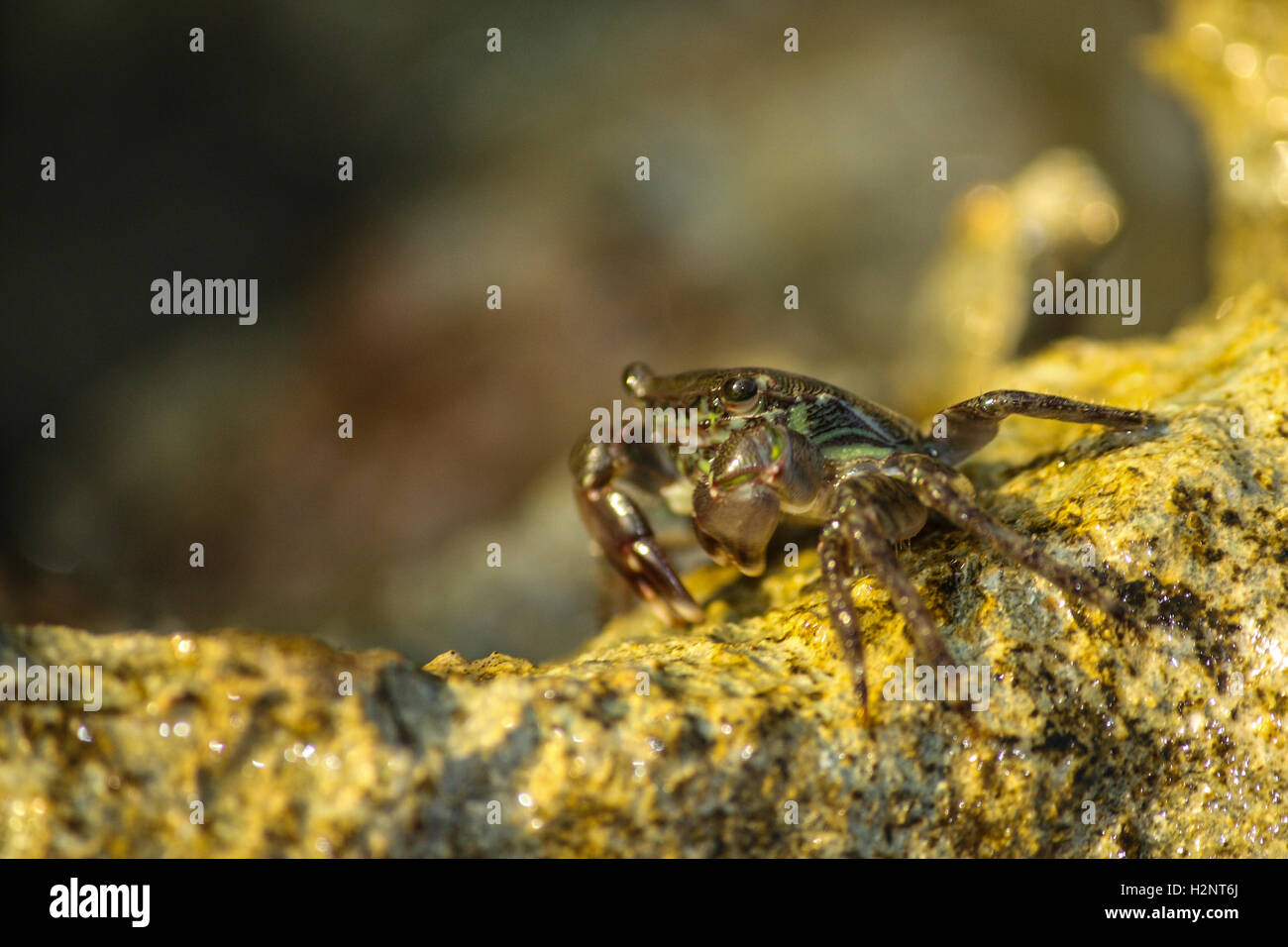 Crab on rock to the sun Stock Photo - Alamy
