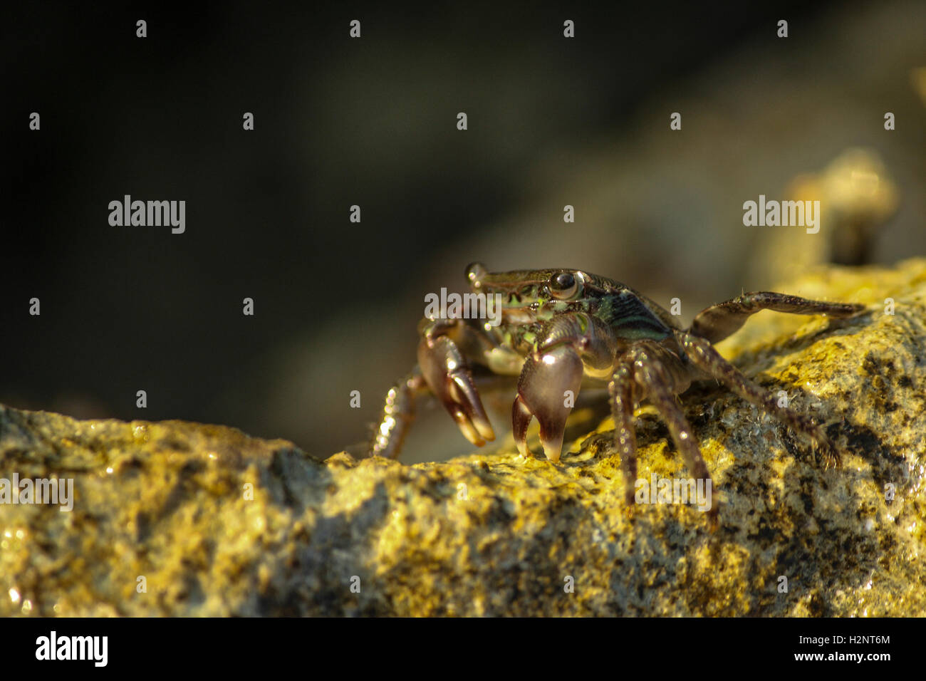Crab on rock to the sun Stock Photo - Alamy