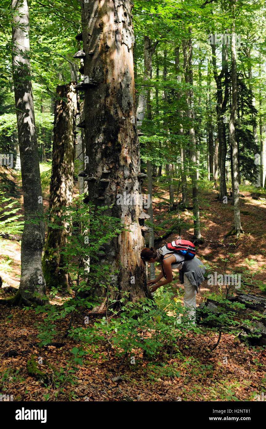Forester science hi-res stock photography and images - Alamy