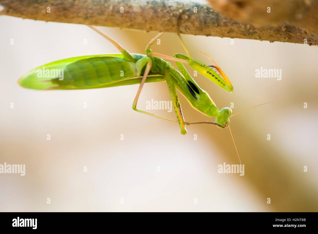 Green praying mantis on branch Stock Photo - Alamy