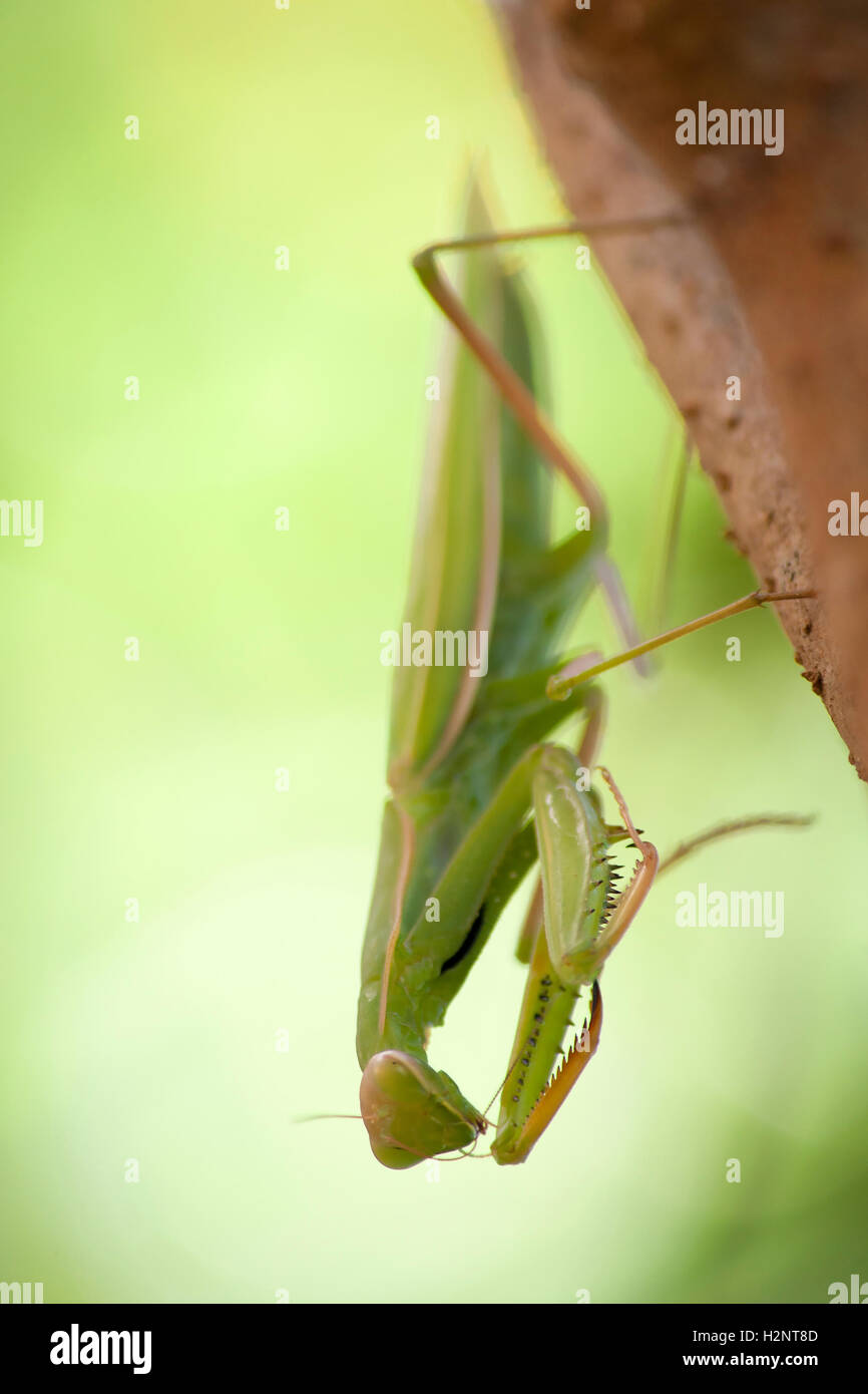 Green praying mantis on branch Stock Photo - Alamy