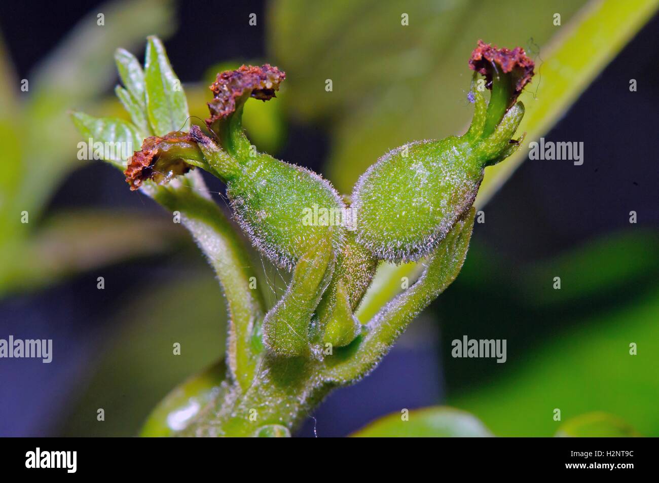 Female flowers of a common walnut (Juglans regia Stock Photo - Alamy