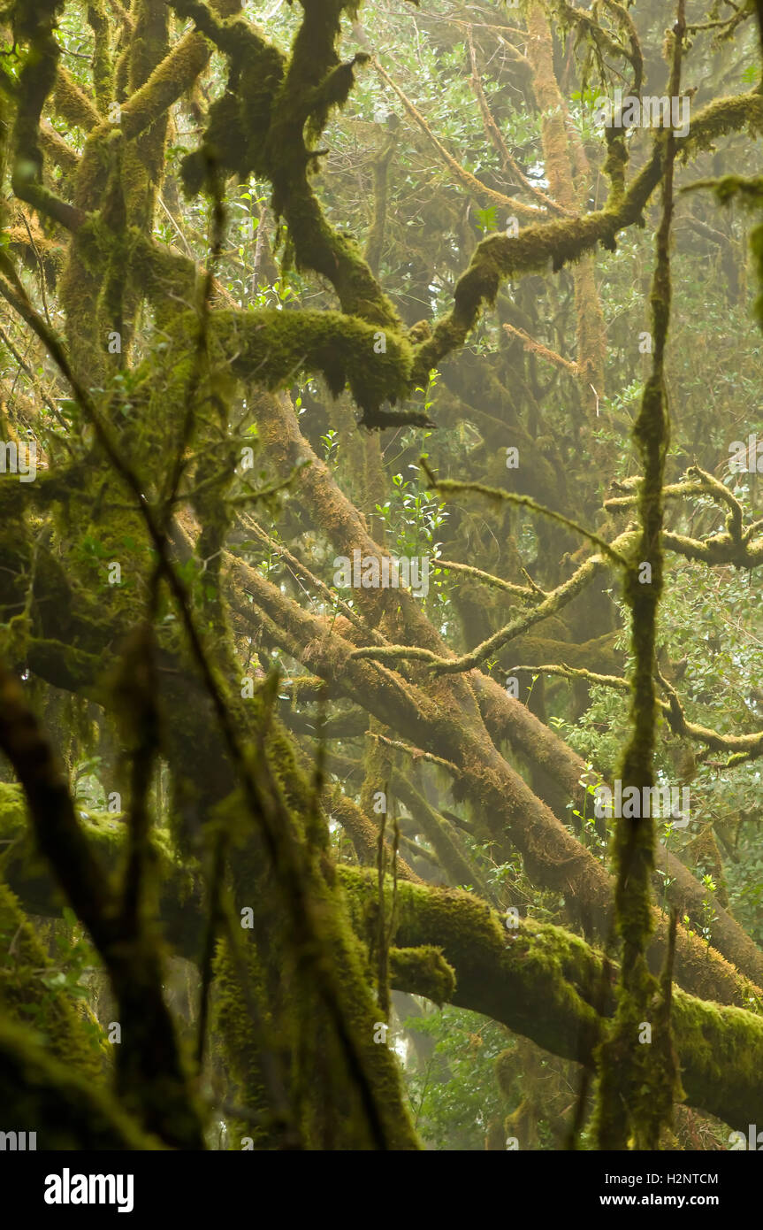 Green and mossy rainforest of la gomera hi-res stock photography and ...
