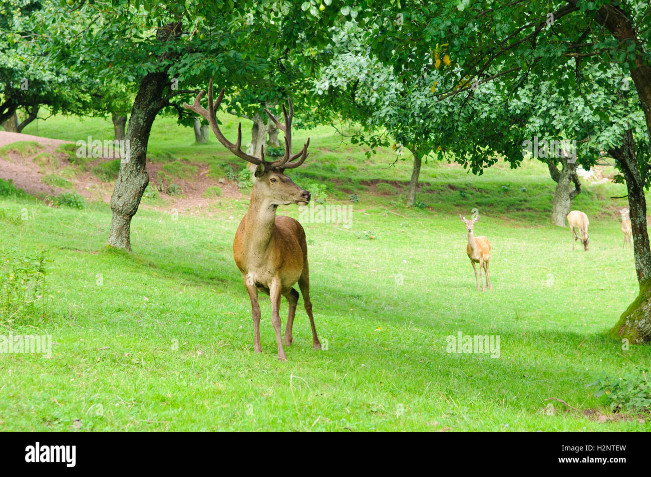 Male and females of red deer (Cervus elaphus Stock Photo - Alamy