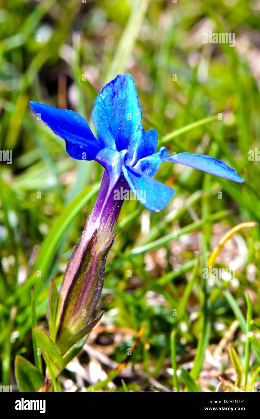 Spring gentian (Gentiana verna Stock Photo - Alamy