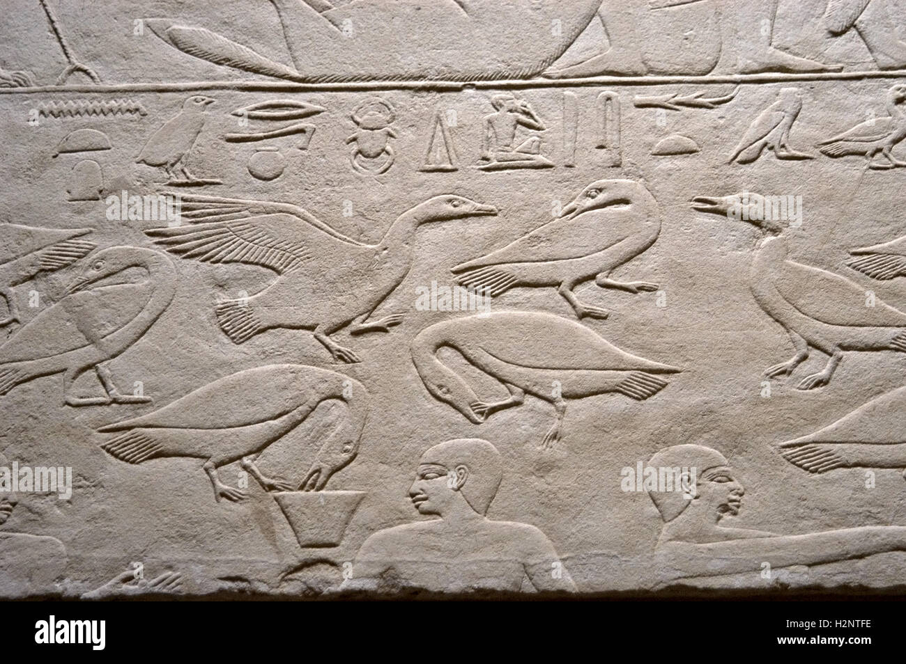 Saqqara bird hi-res stock photography and images - Alamy