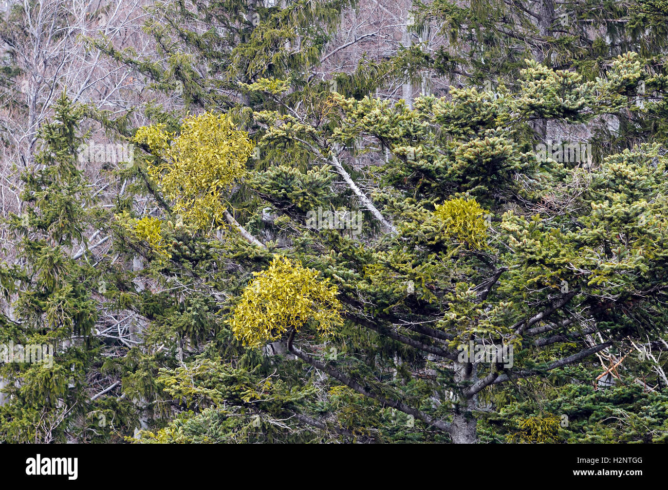 Parasitic plant mistletoe (Viscum album) on a common spruce (Picea ...