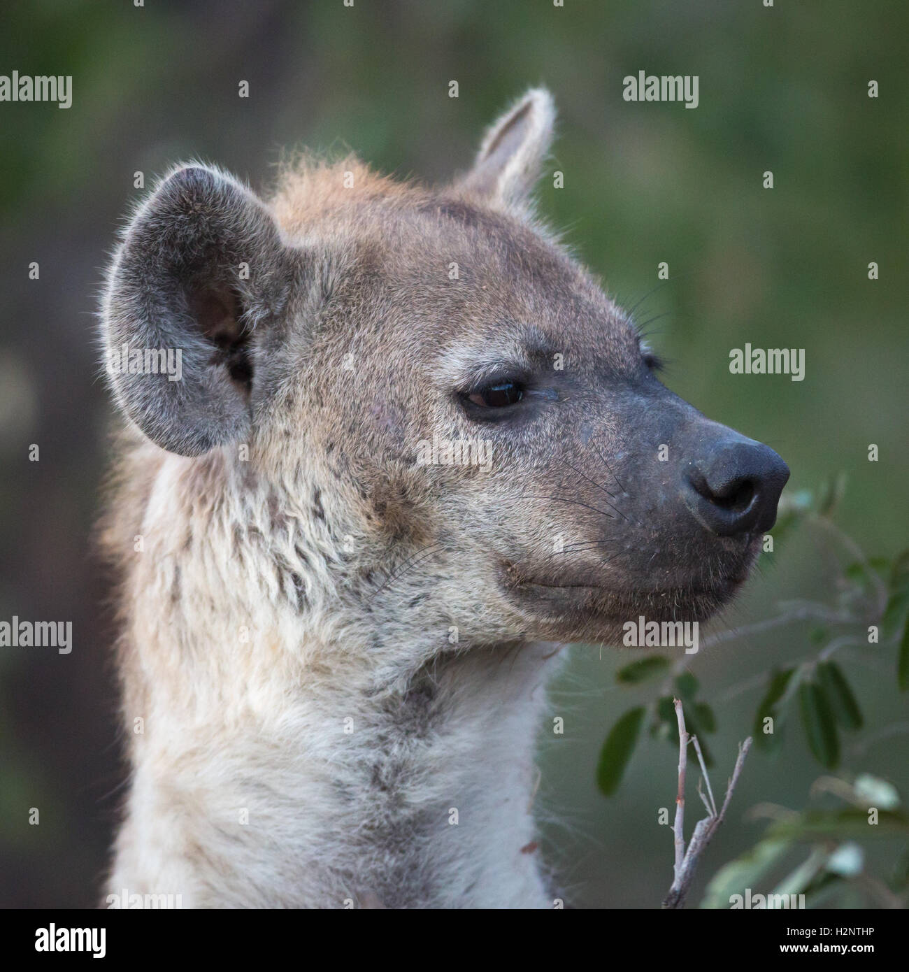 Laughing hyena hi-res stock photography and images - Alamy