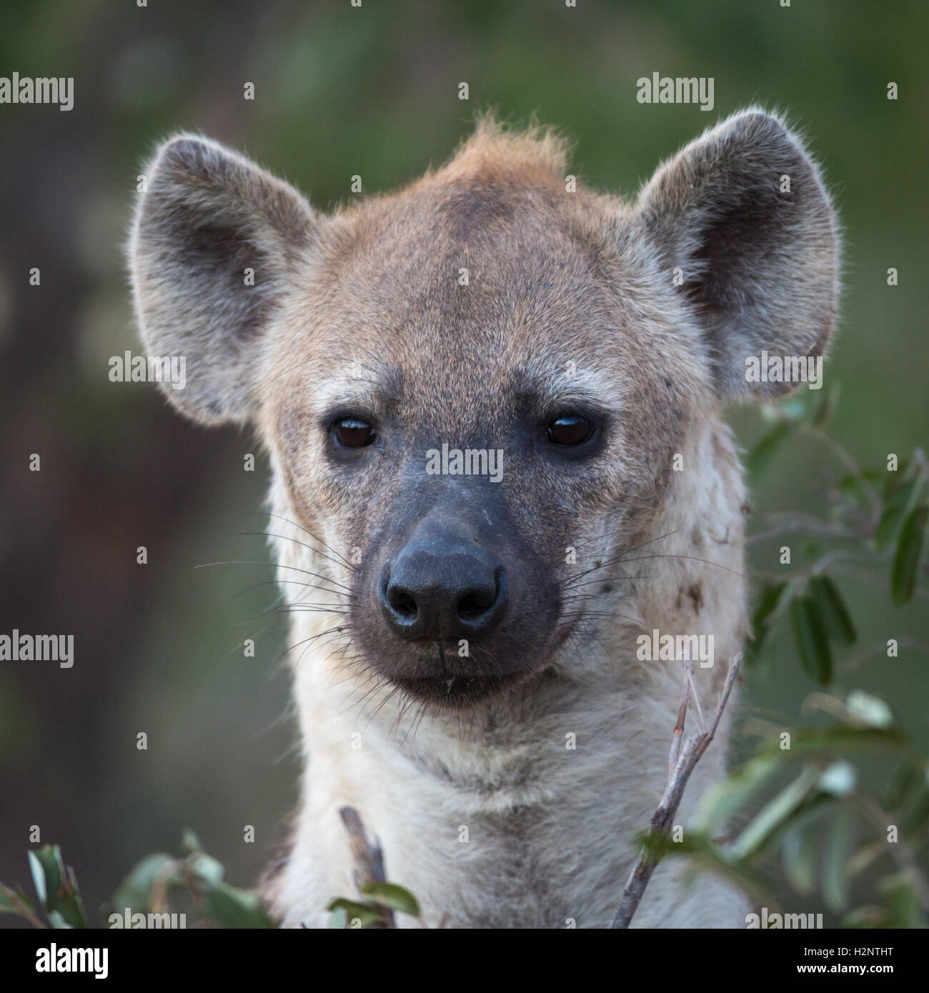 African Laughing Hyena