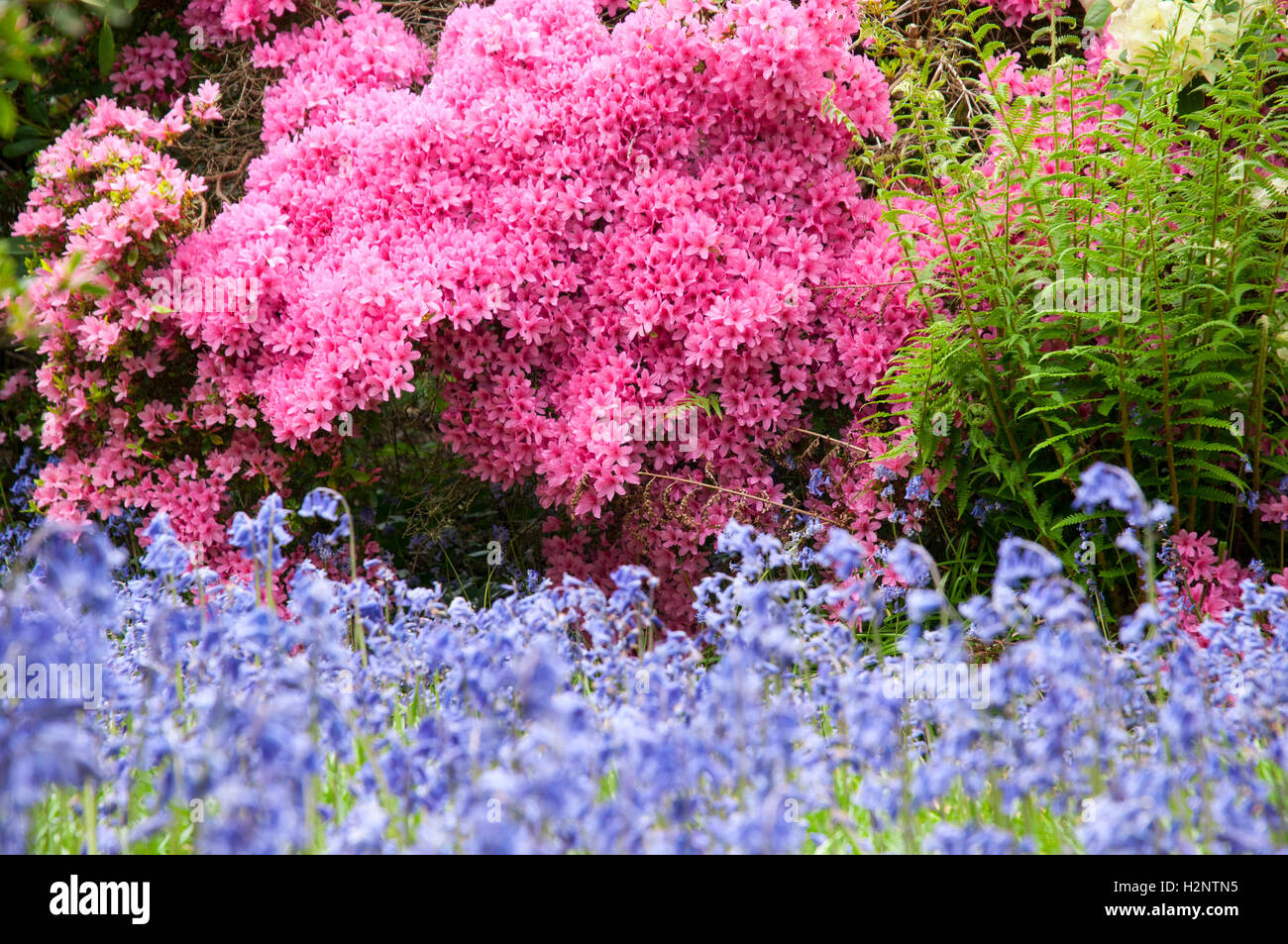 Landscape image of brightly coloured spring flowers growing closely ...