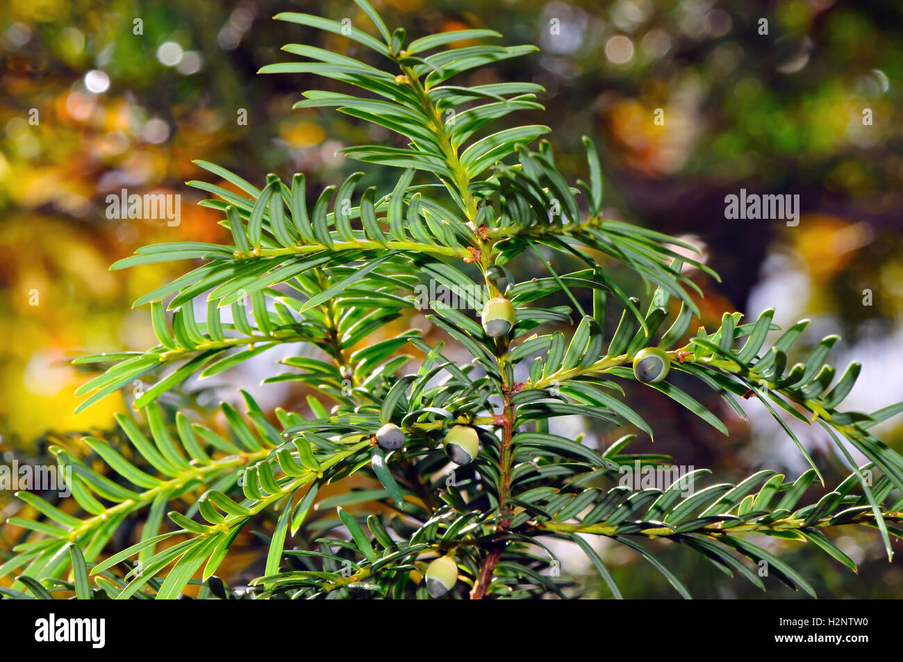 European yew (Taxus baccata) with green immature cones Stock Photo - Alamy