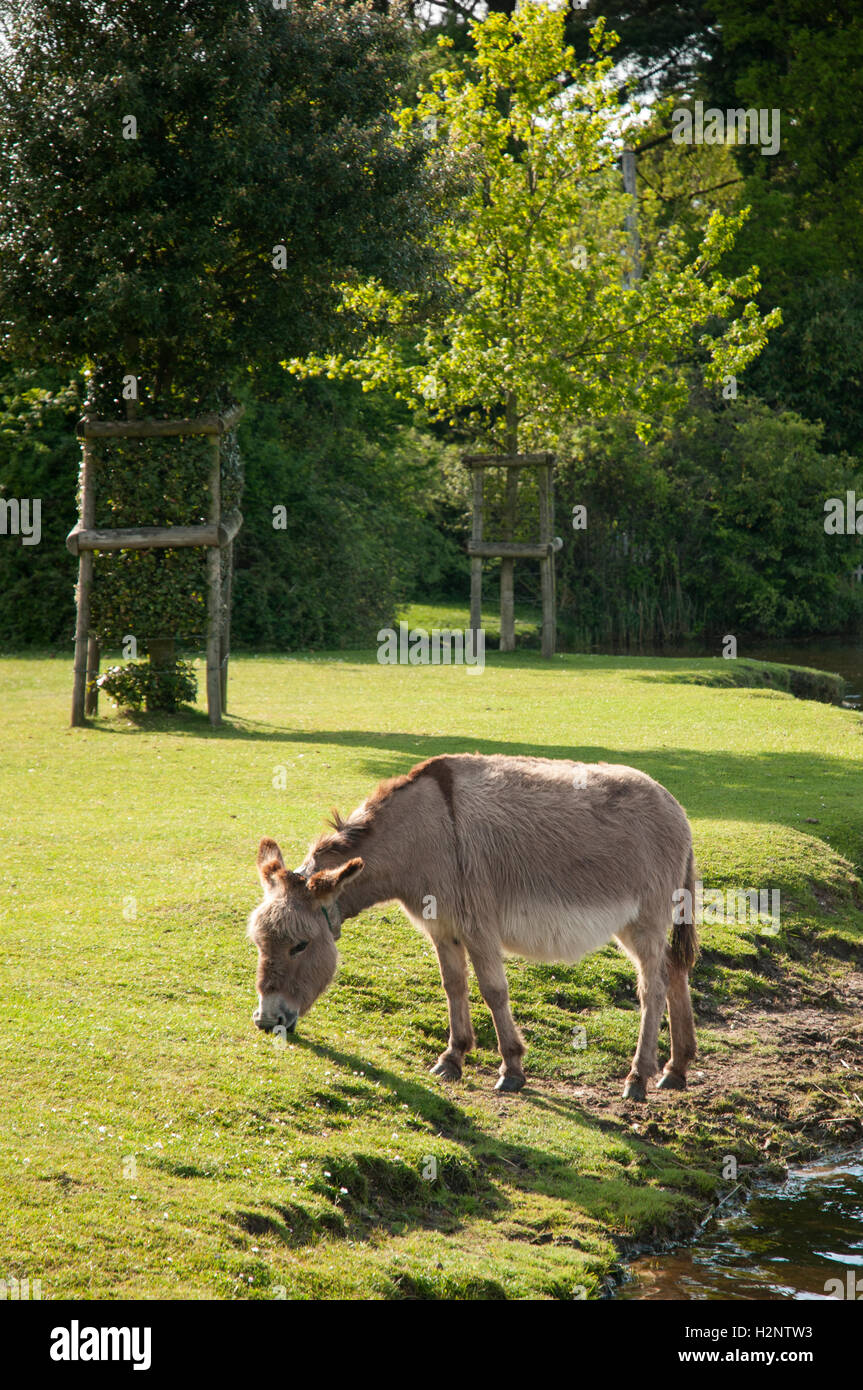 Landscape image of a single Donkey grazing by a lake in the sunshine ...
