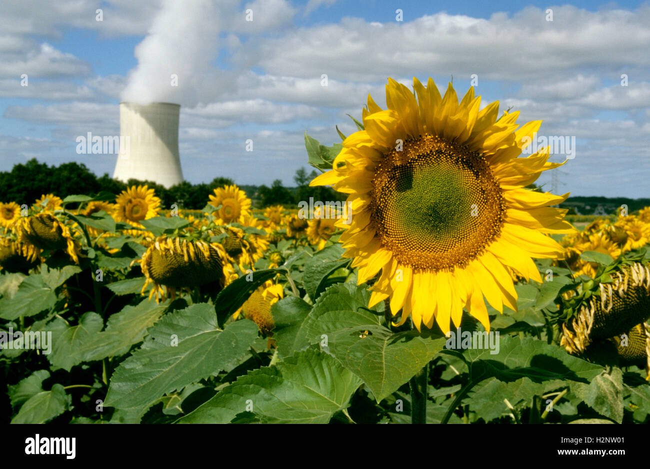 Types of flowers with pictures hi-res stock photography and images - Alamy