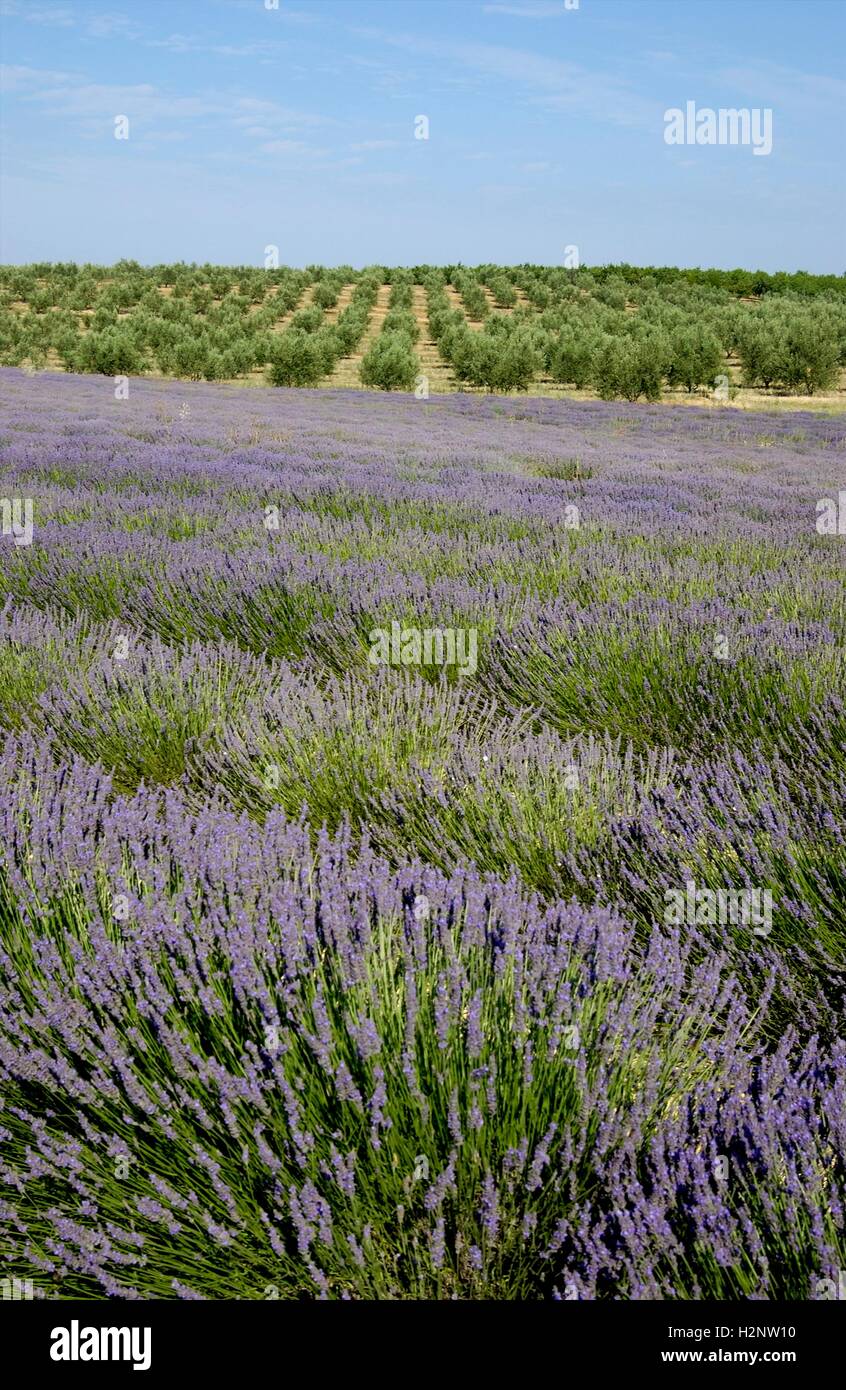 Field of lavender and olive grove, Provence, France, Europe Stock Photo ...
