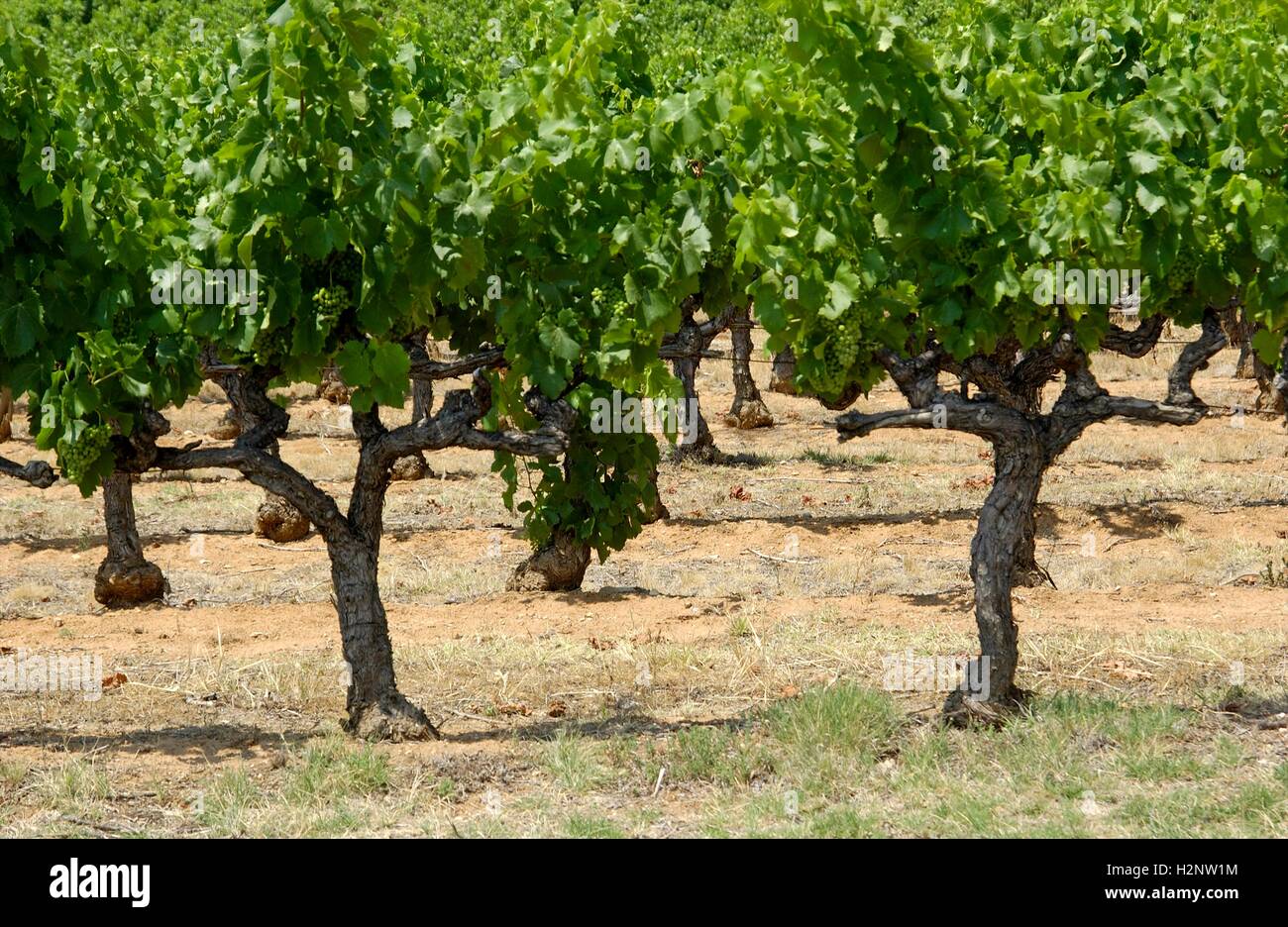 Botany grape vine vitis european grapevine vitis vinifera hi-res stock photography and images ...