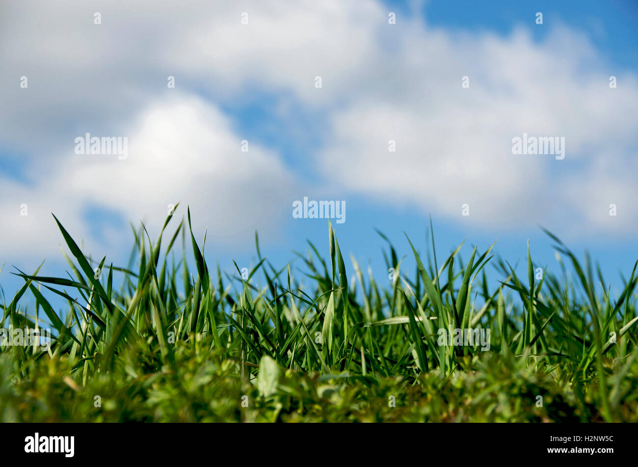Cloudy sky over grass meadows hi-res stock photography and images - Alamy