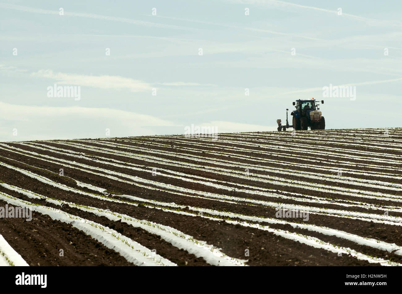 Tractor in a field, Region Auvergne, France, Europe Stock Photo - Alamy