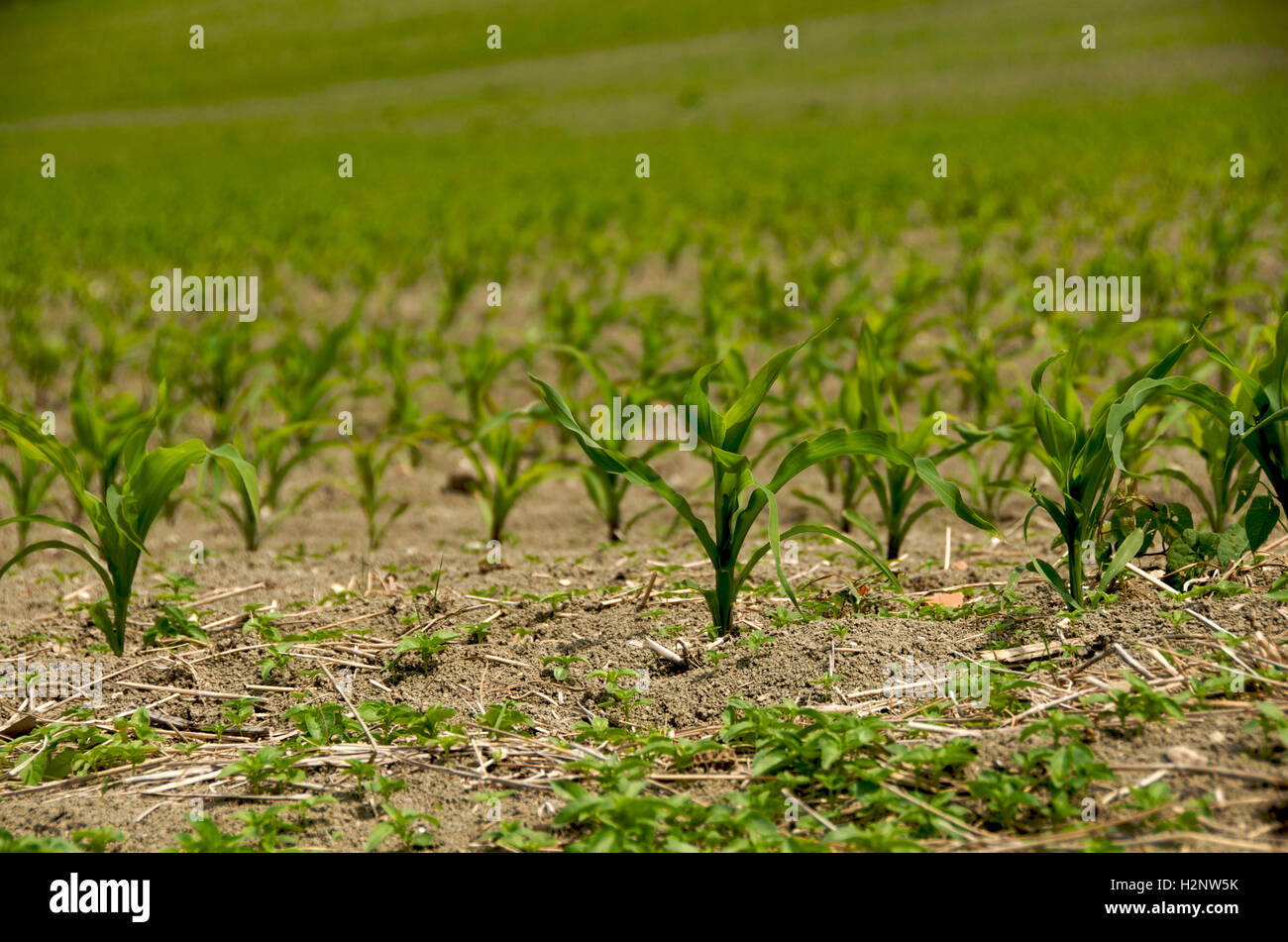 Indian corn with sprouts hi-res stock photography and images - Alamy