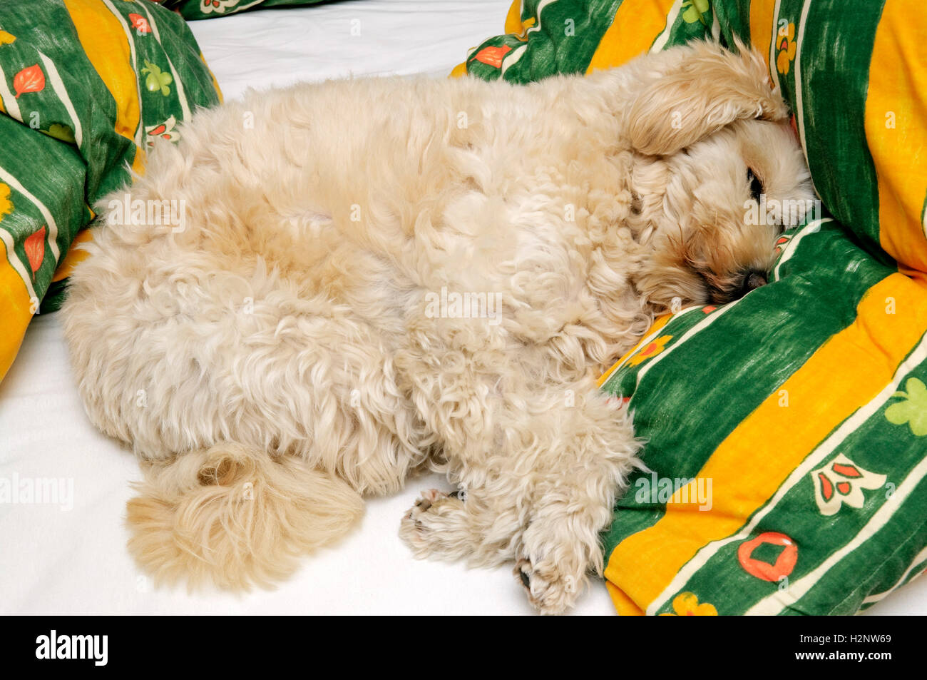 Small beige pet terrier dog sleeping on owner's bed Stock Photo - Alamy