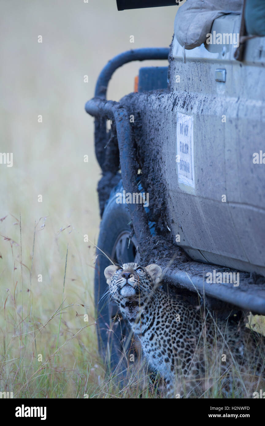 Leopard (Panthera pardus), cub hidden under a tourist car. Masai Mara ...