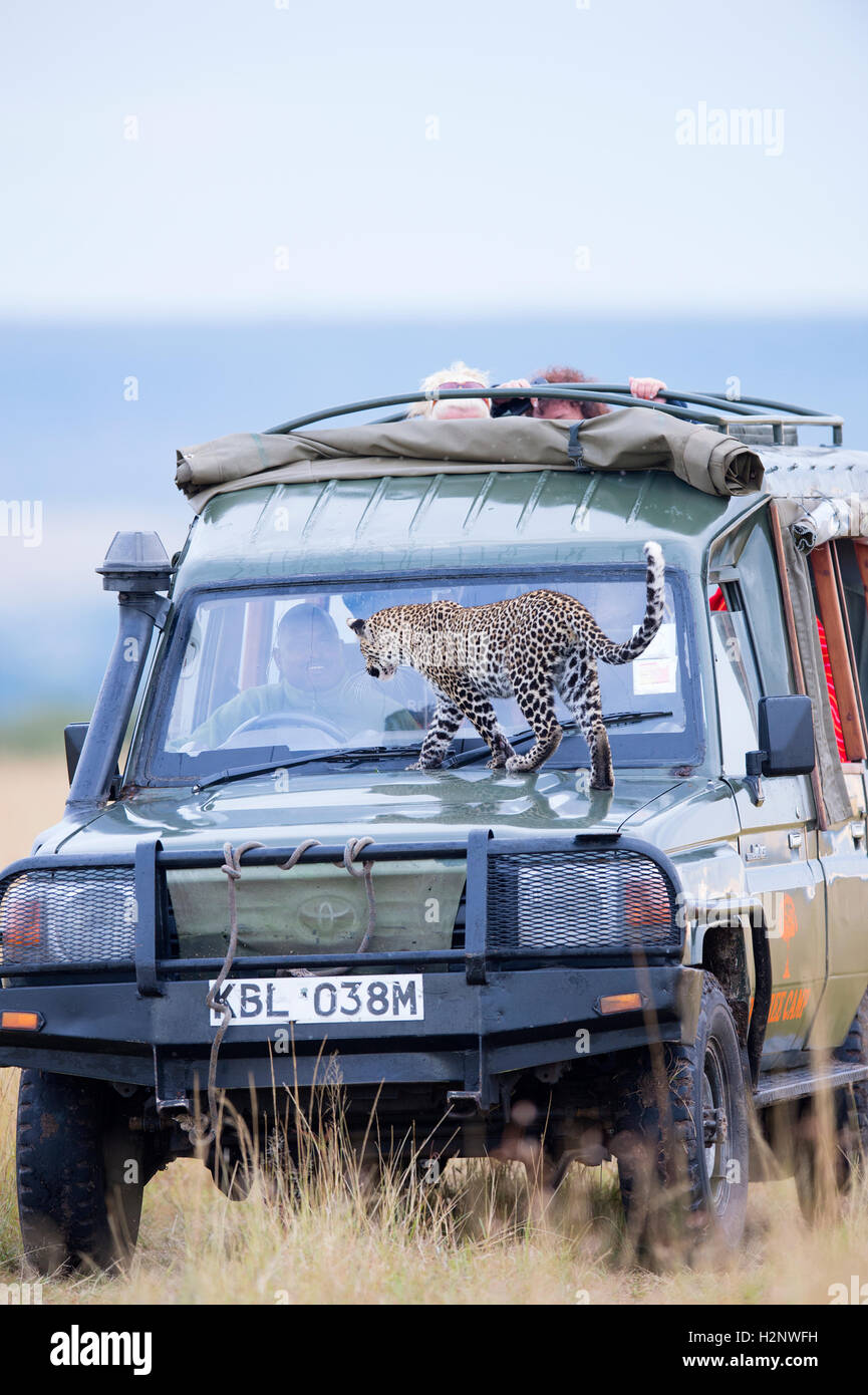 Young leopard (Panthera pardus) on a tourist car. Masai Mara Preserve ...