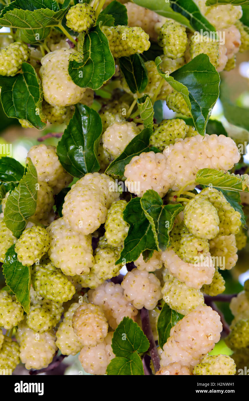 White mulberry tree morus alba hi-res stock photography and images - Alamy