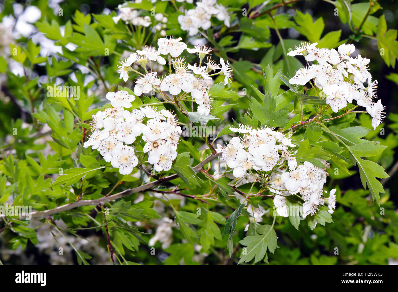 Flowers of common hawthorn (Crataegus monogyna Stock Photo - Alamy