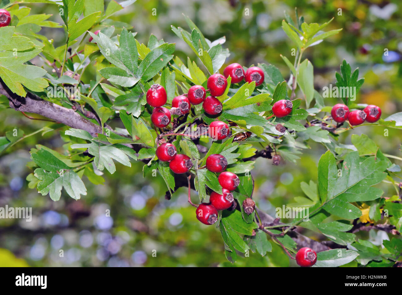Fruits and foliage of common hawthorn (Crataegus monogyna Stock Photo ...