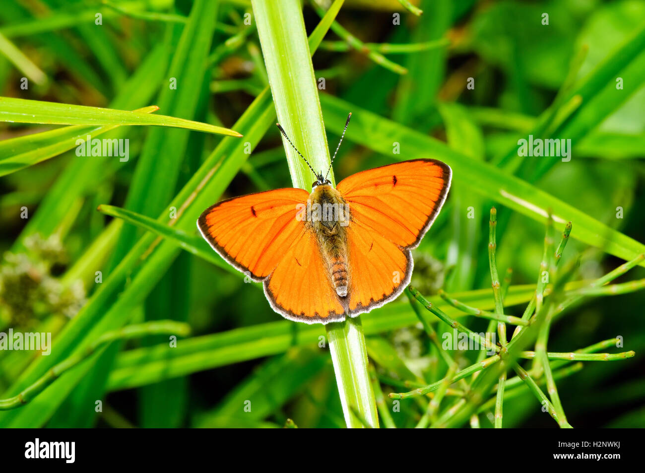 Large copper butterfly (Lycaena dispar) is sitting on a grass Stock ...